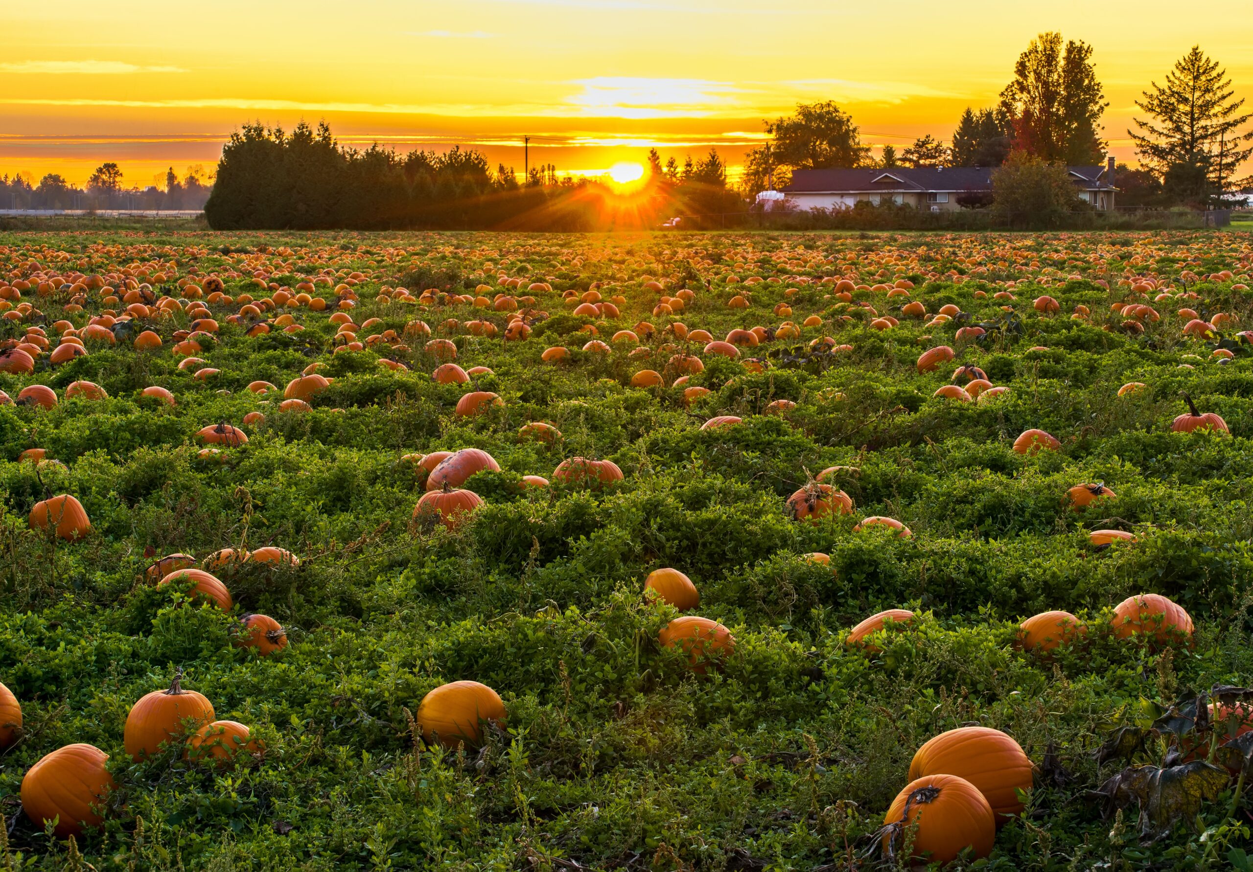 The Ultimate Guide to Pumpkin Patches and Fall Festivals in Loudoun ...